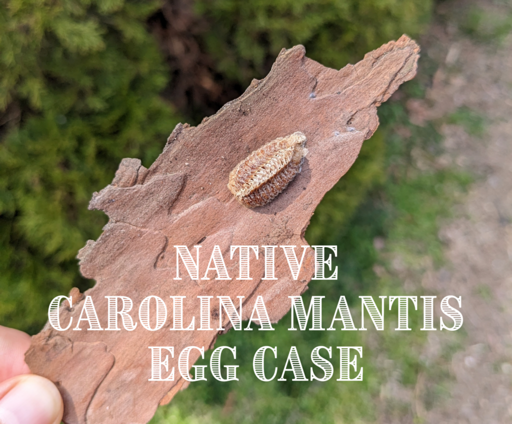 Our Native Hummingbird and its Surprising Invasive Predator – FOLAR