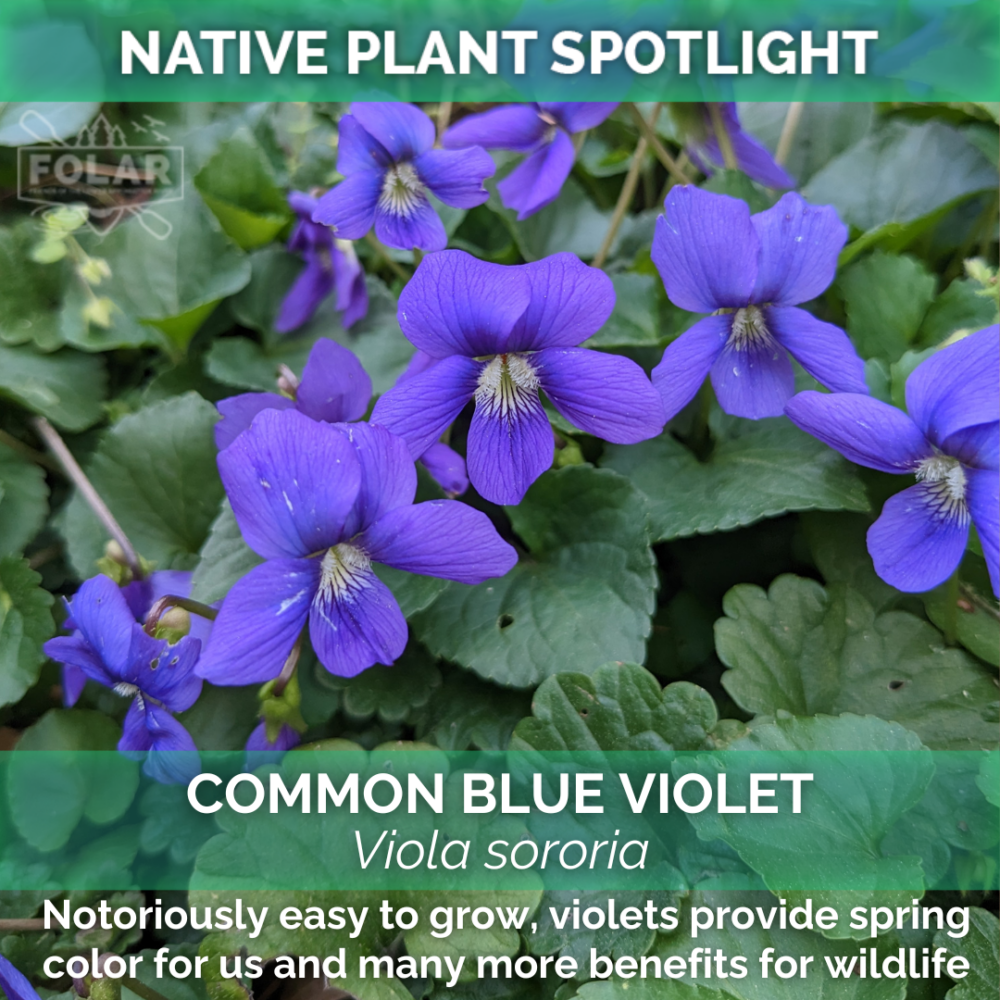 Native Plant Spotlights – FOLAR