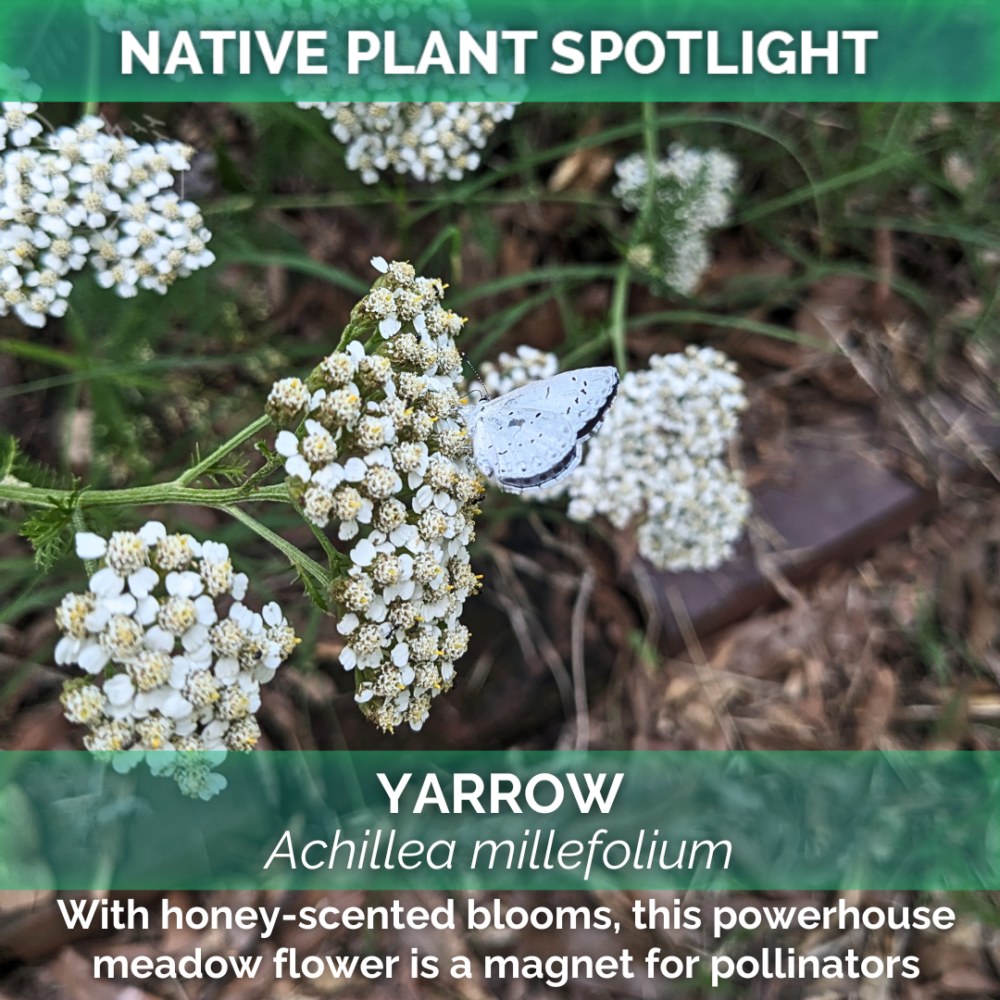 Native Plant Spotlights – FOLAR